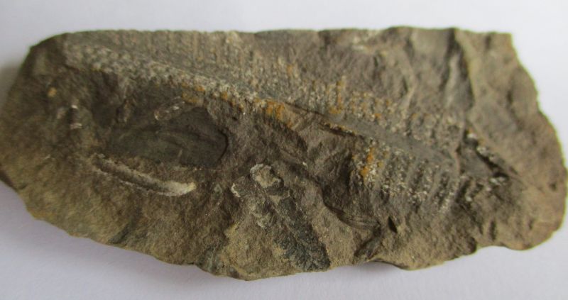 Fossiele Plant - FossielKopen.nl