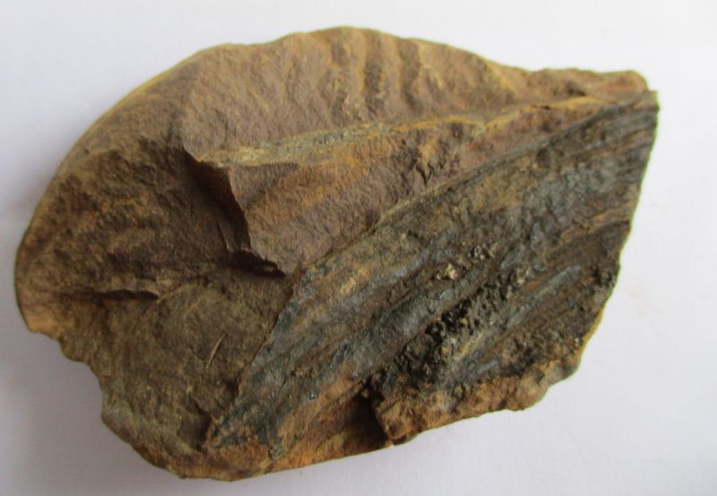 Fossiele Plant - FossielKopen.nl